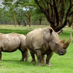 Guppy: Toy GPU Simulator